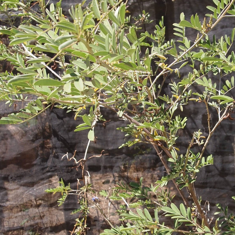 Indigotier poudre - 100g - Couleur Garance